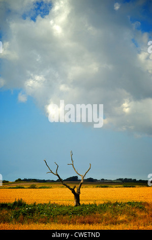 dead tree in field of wheat kent england UK Stock Photo - Alamy