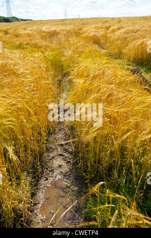 Wet Barley Field Stock Photo - Alamy