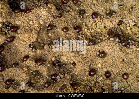 Beadlet Anemone (Actinia equina) Barnacles Limpets (Patellidae) Dog ...