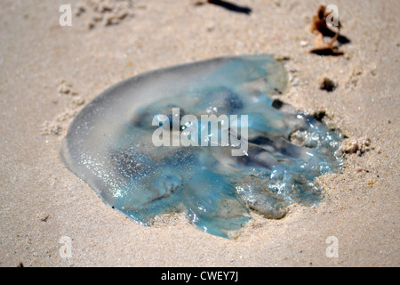 Blue Blubber (Catostylus mosaicus) Jellyfish washed up on a beach at ...
