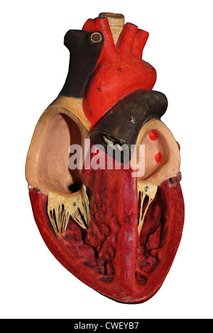 Medical model of heart vessels on a blue background, close-up ...
