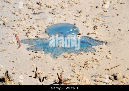 Blue Blubber (Catostylus mosaicus) Jellyfish washed up on a beach at ...
