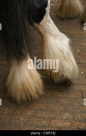 Horse hooves belonging to a shire horse Stock Photo - Alamy