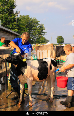 Boy washing his cow at the county fair Stock Photo - Alamy