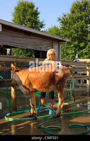 Washing Cow, Rockingham County Fair, Harrisonburg, Shenandoah Valley ...