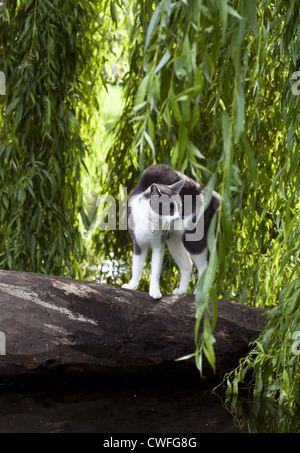 Scared aggressive cat outdoors Stock Photo - Alamy