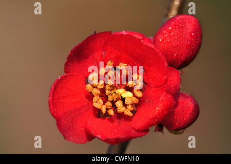 Red Flower spiny Shrub - Chaenomeles speciosa on blue sky background ...