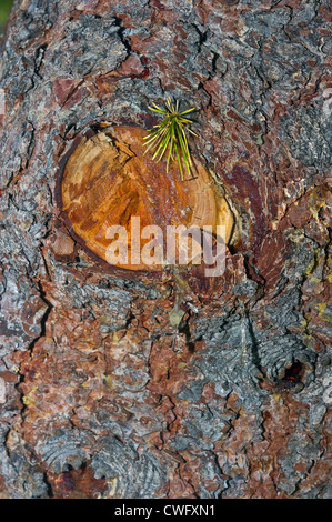 a detail of a conifer's trunk Stock Photo - Alamy