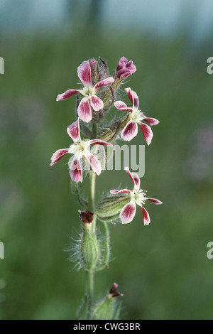 A field of white-flowered small plants growing together Stock Photo - Alamy