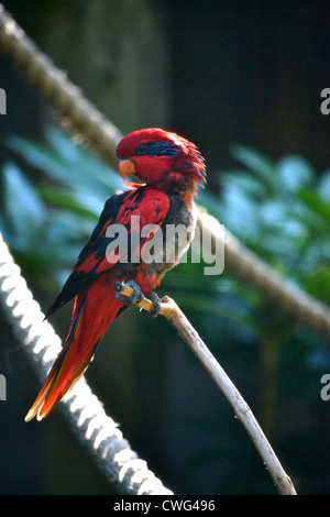 Blue streaked lory Stock Photo - Alamy