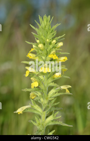 Yellow bartsia, Parentucellia viscosa, in flower in grassland sward ...