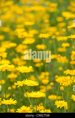 Anthemis tinctoria, Yellow chamomile Stock Photo - Alamy