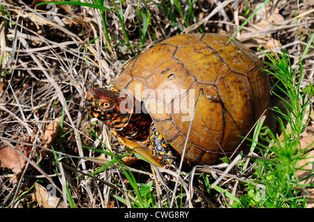 THREE-TOED BOX TURTLE (Terrapene carolina triunguis). Adult male ...