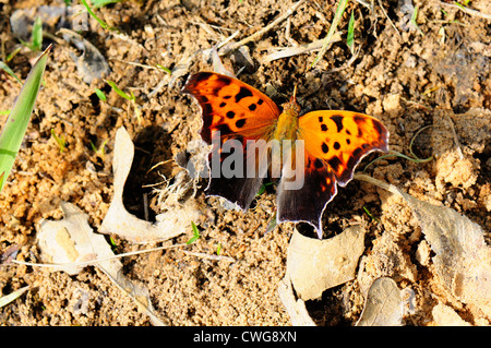 Question mark butterfly Stock Photo - Alamy
