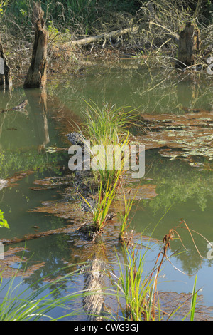 Swamp overgrown with trees and reeds, swamp lake at sunset, swamp ...
