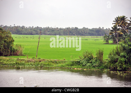 Paddy field in Kerala with coconut trees in the background - Alappuzha ...