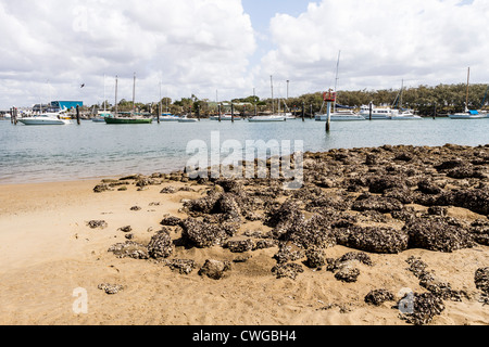 Barnacle encrusted rock on a beach in the Falkland Islands Stock Photo ...