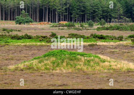 Coombe Heath DWT nature reserve. August 2012 Stock Photo - Alamy