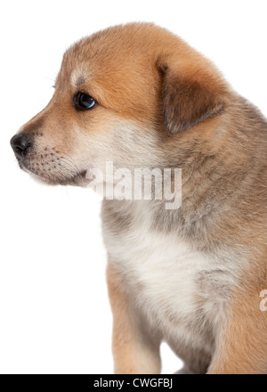 Husky, puppy, portrait, side view, standing Stock Photo - Alamy