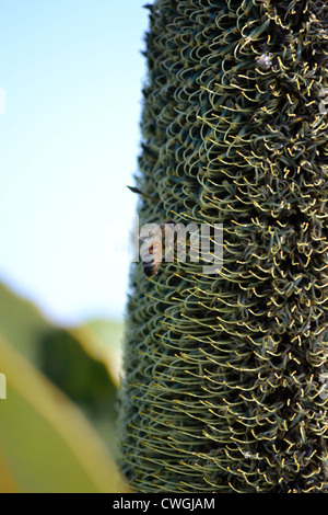 A Bee on a banksia flower Stock Photo - Alamy