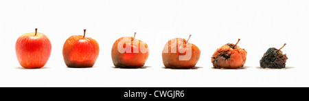 Stages of decay. A rotting Apple Stock Photo - Alamy