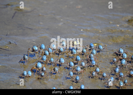 An army of Soldier Crabs (Mictyris longicarpus Stock Photo - Alamy