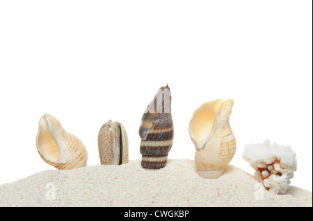 Group of seashells isolated on white background Stock Photo - Alamy