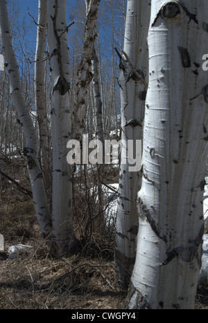 cluster of aspen trees in the winter Stock Photo - Alamy
