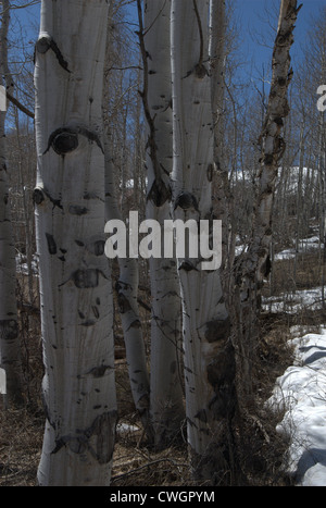 cluster of aspen trees in the winter Stock Photo - Alamy
