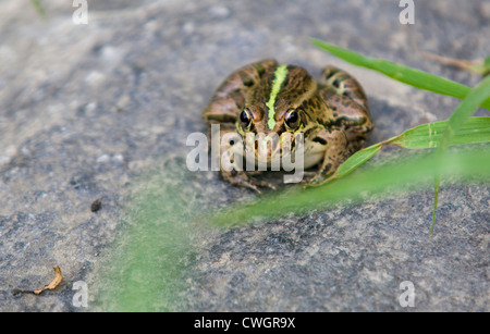A green frog sits on a rock by a pond in New Hampshire, USA, at dusk ...