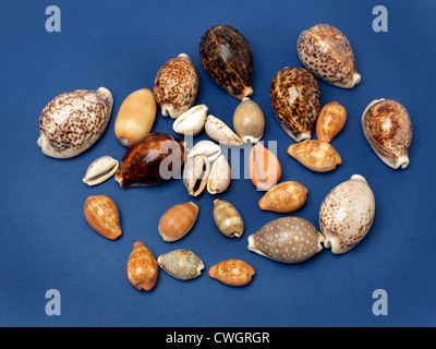 Cowrie Shell Coillection Stock Photo - Alamy
