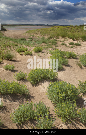 Sea spurge euphorbia paralias growing at the foot of a sand dune ...