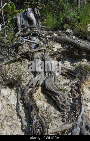 a larch's stump Stock Photo - Alamy