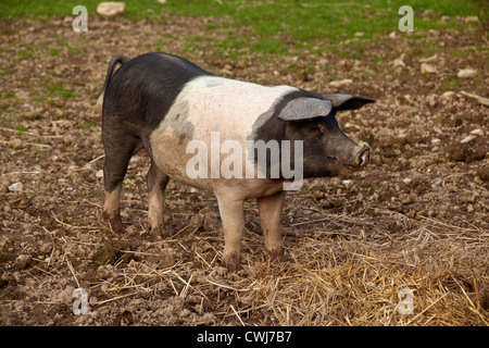 Wessex Saddleback pig at the farm Stock Photo - Alamy
