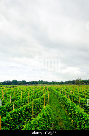 String beans plantation North of Luzon, Philippines Stock Photo - Alamy