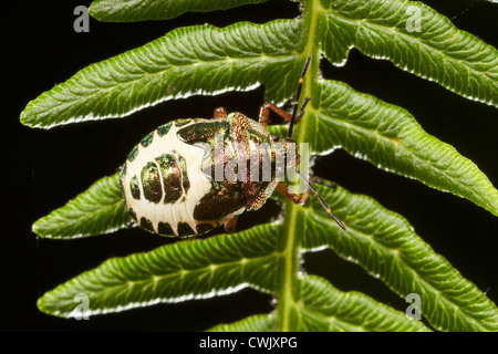 Bronze Shieldbug, Troilus luridus, Hatfield Moor nature reserve ...