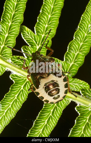 Bronze Shieldbug, Troilus luridus, Hatfield Moor nature reserve ...