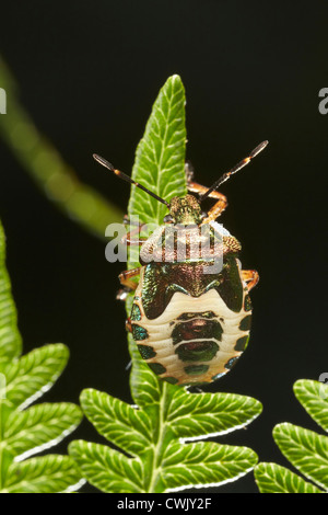 Bronze Shieldbug, Troilus luridus, Hatfield Moor nature reserve ...