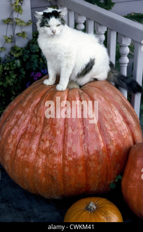 Orange tabby cat sitting with tail beside body and pink flea collar on ...
