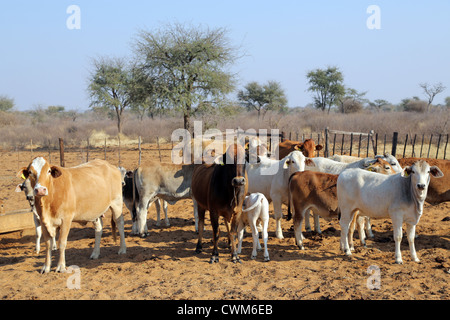 Namibia - Beef Cattle on farm in Africa Stock Photo - Alamy