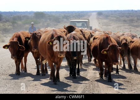 Namibia - Beef Cattle on farm in Africa Stock Photo: 84776613 - Alamy