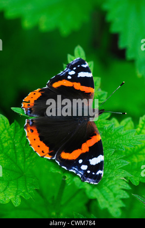A red admiral butterfly at rest UK Stock Photo - Alamy