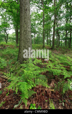 england midlands worcestershire the WYRE FOREST visitor centre Stock ...