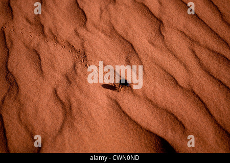 A beetle in Erg Chebbi desert sands in Morocco Stock Photo: 41672043 ...