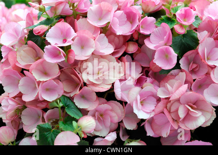 begonia betulia candy pink flower bloom blossom focus closeup summer ...