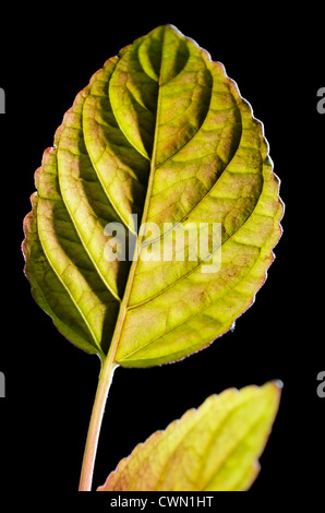 Back lit leaves of decorative indoor plant against black background ...