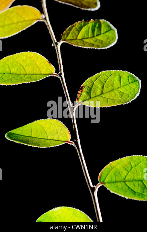 Back lit leaves of decorative indoor plant against black background ...