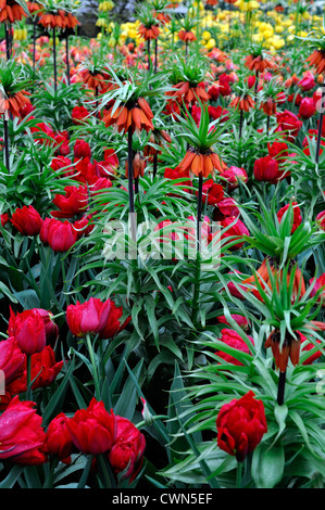 tulipa tulip abba double early red flowers fritillaria imperialis rubra ...