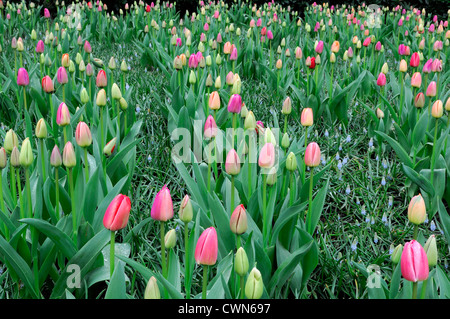 tulipa zantupink Pink tulip garden flowers spring flower bloom blossom ...