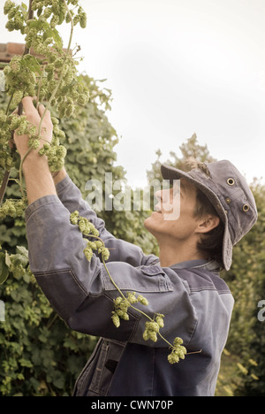 Hop, male flowers, humulus lupulus Stock Photo - Alamy
